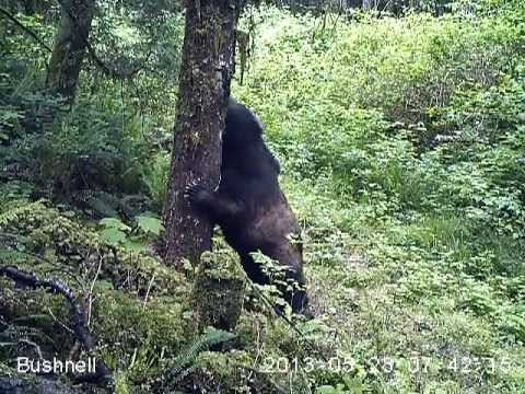 Grizzly bear trail cam - YouTube