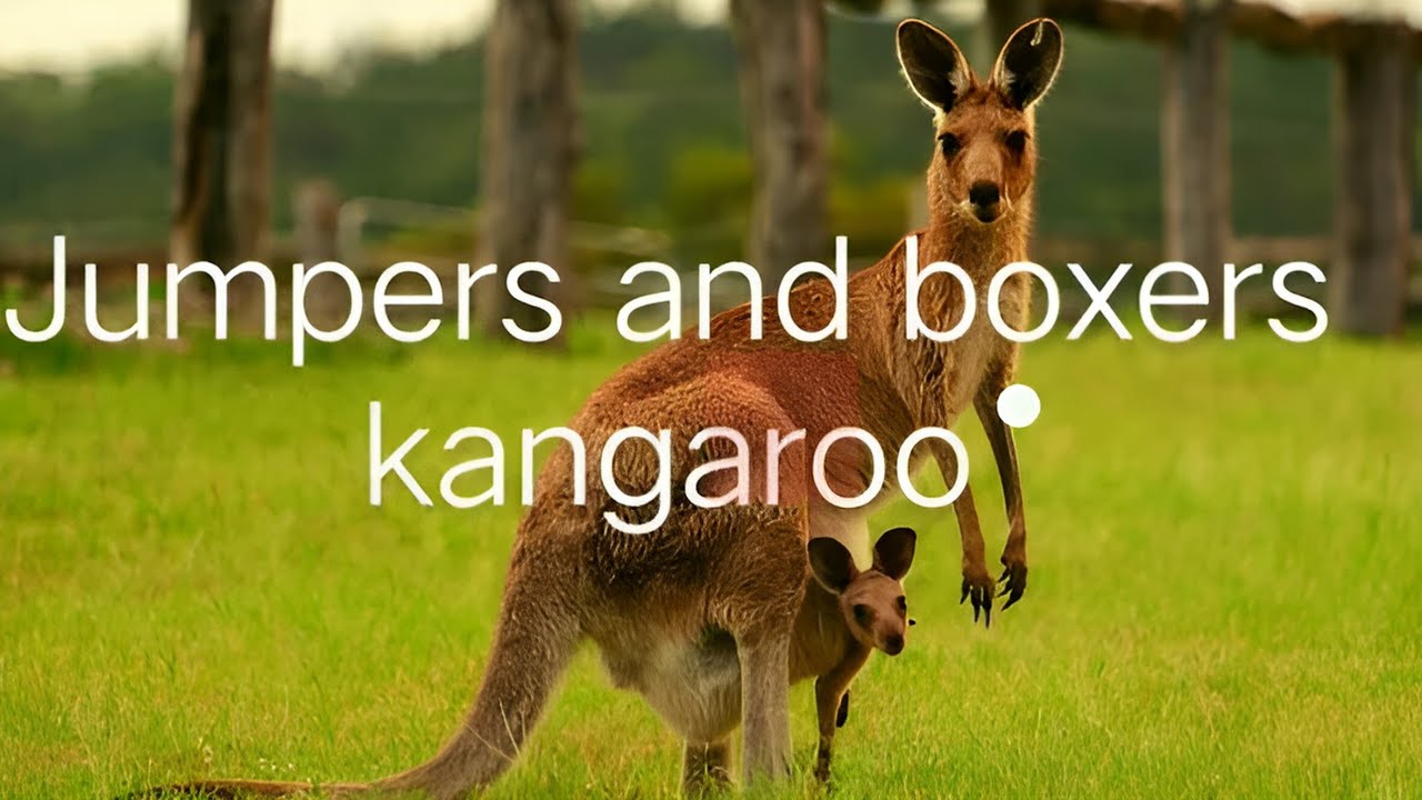 Kangaroo's The World Largest Hooping Animals #kangaroo #hope #australia ...