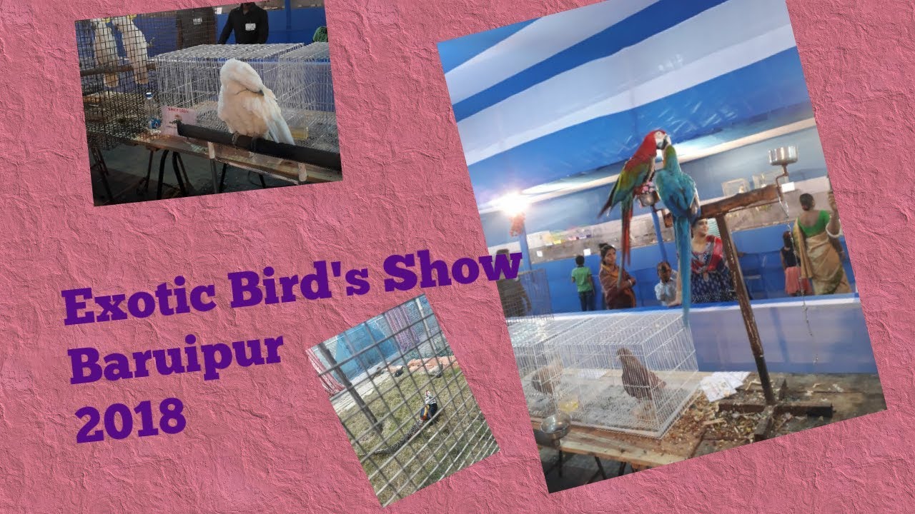 Exotic bird's show at Baruipur 2018 - YouTube