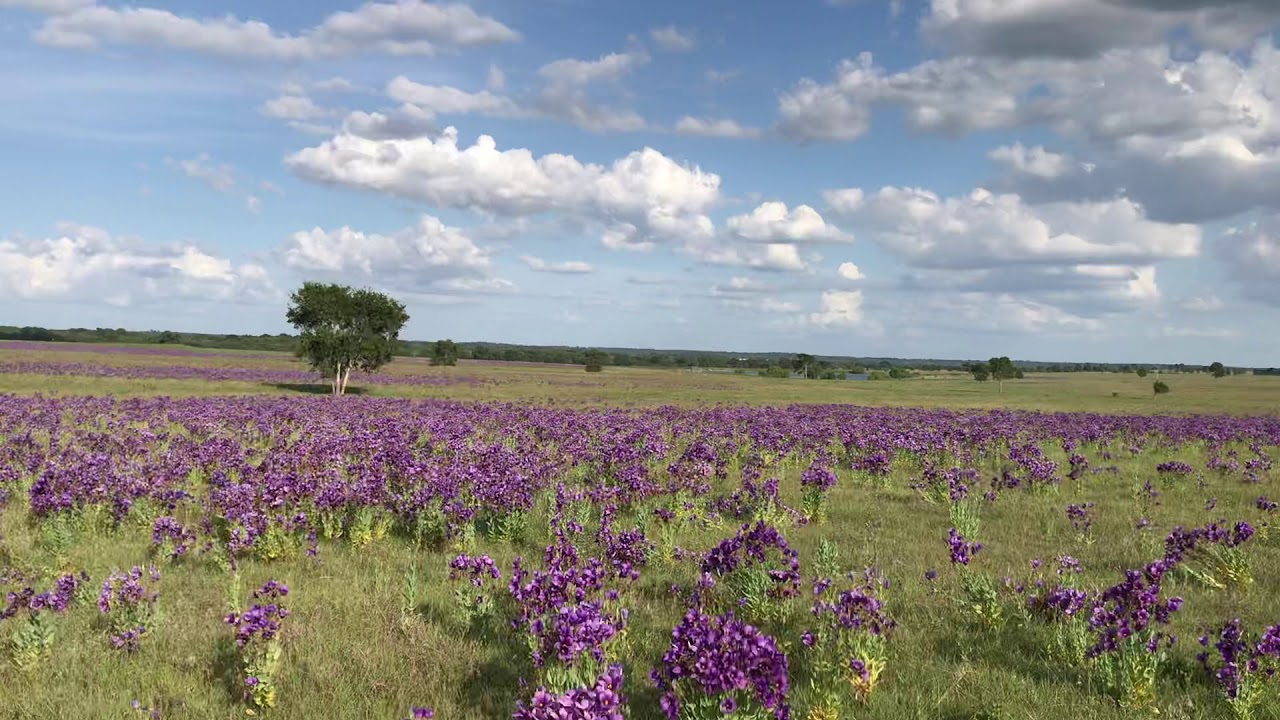 Texas Bluebell flower field - YouTube