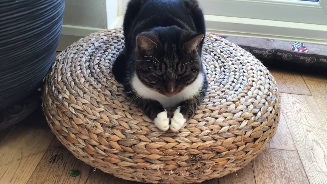 I think my cats plotting something evil - YouTube