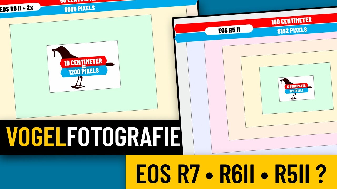 Vogelfotografie | EOS R7 vs. R6 mark II vs. EOS R5 mark II | Vergroting ...