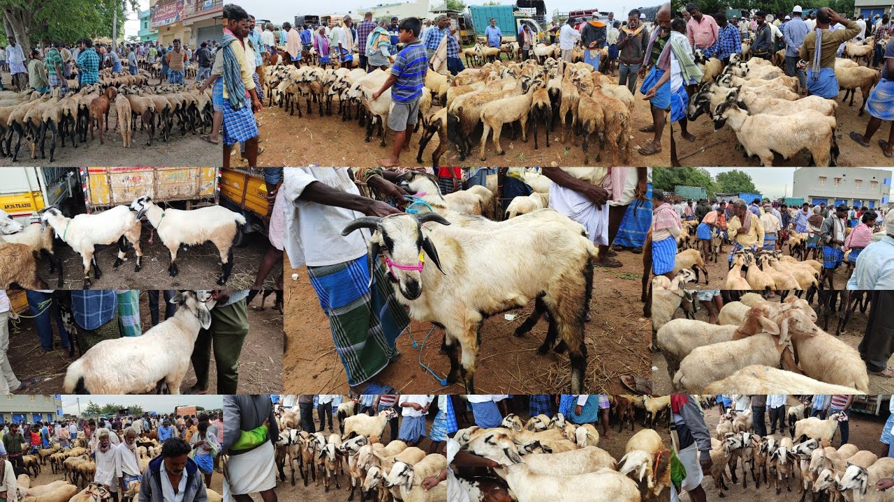 Goat and Sheep Market | Bakra Mandi | Baireddipalle Goat &Sheep Market ...