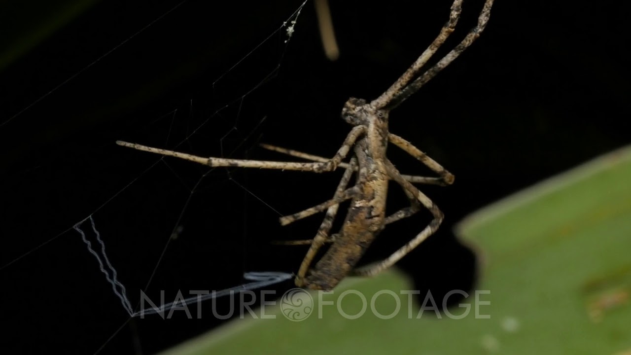 Deinopis subrufa - Rufous net-casting spider / ogre faced spider (1 of ...