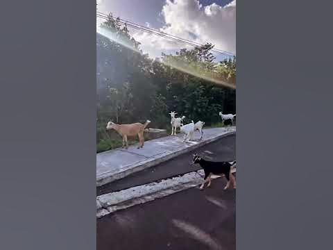 Who let the Goats 🐐 out - YouTube