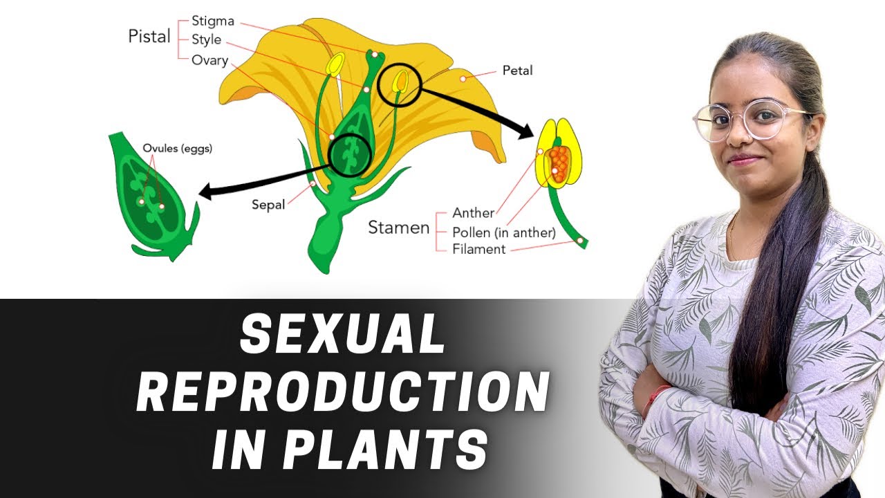 Sexual Reproduction in Flower - YouTube