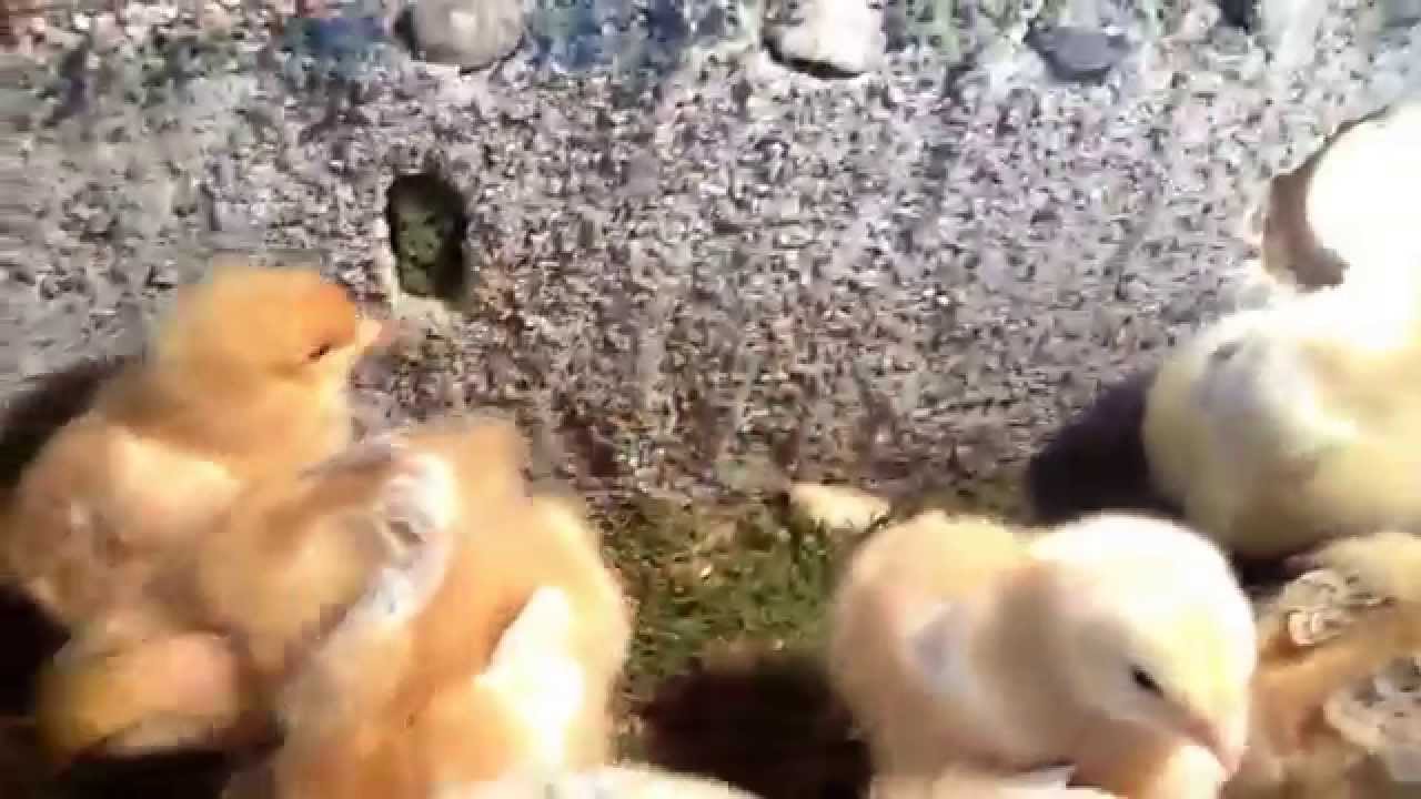 I pulcini carini carini - YouTube