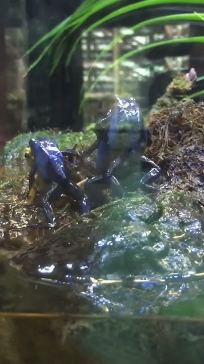 Frog wrestling with commentary - YouTube