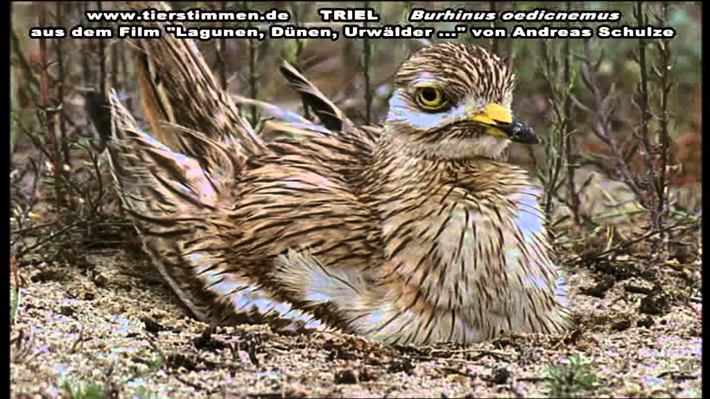 Triel Vogelstimmen - YouTube