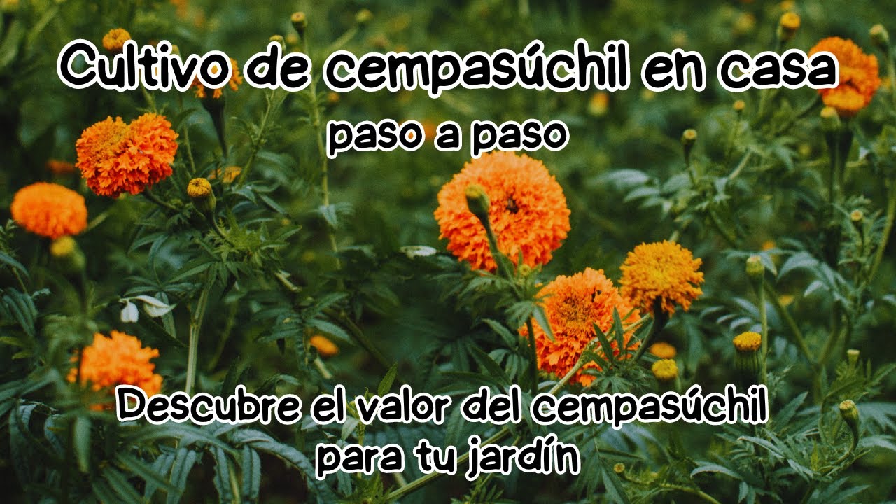 Cómo sembrar CEMPASÚCHIL en casa//prevención de plagas🏵️ - YouTube