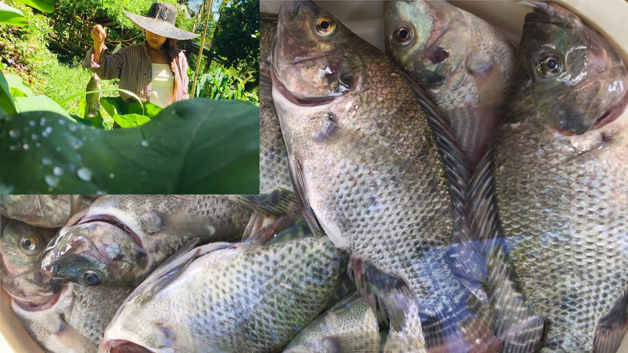 Fishing and cooking..|tilapia at Talbus ng kamote|Biag ti provinsya|all ...
