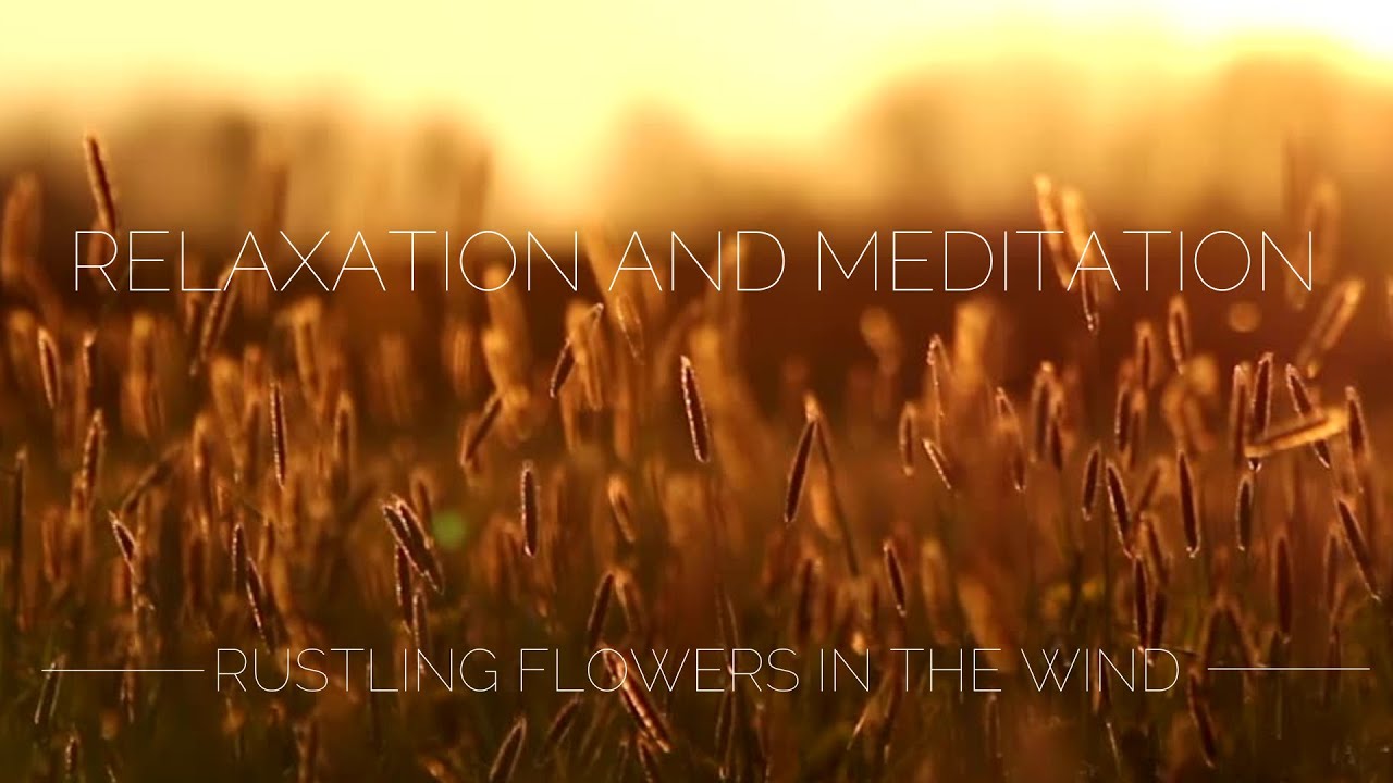 Rustling Flowers in the wind meditation - YouTube