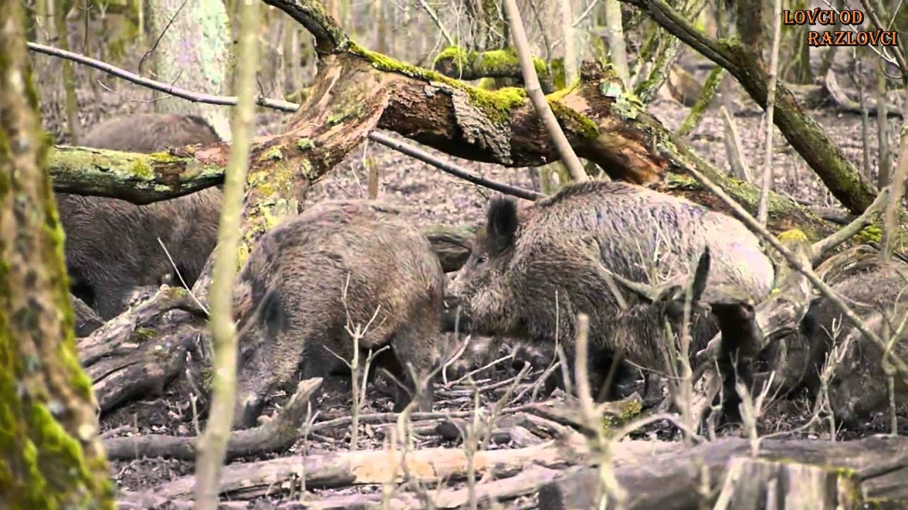 Wild Boar Mating - Parenje na Diva Svinja - YouTube
