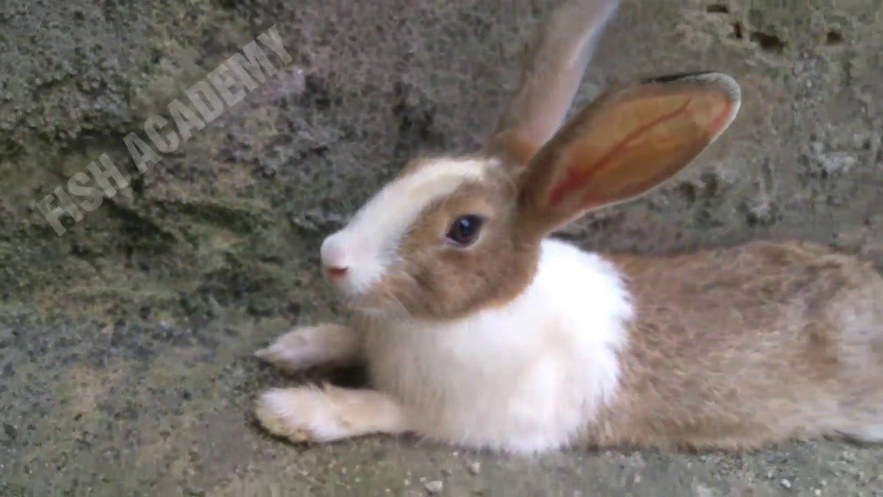 WONDERFUL RABBIT VERY FUNNY; SEE WHAT THEY DID UNDER MY FISH TANK ...