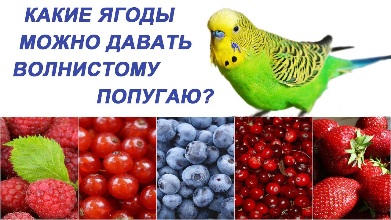 Какие ягоды можно давать волнистому попугаю Ягодный Микс для Мистера
