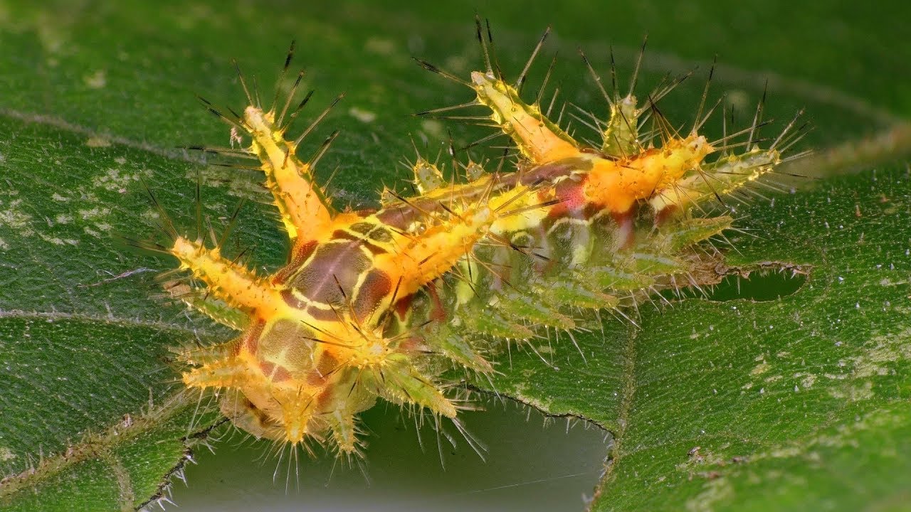 Watch but don't touch: Stinging Nettle Slug Caterpillar from Ecuador ...