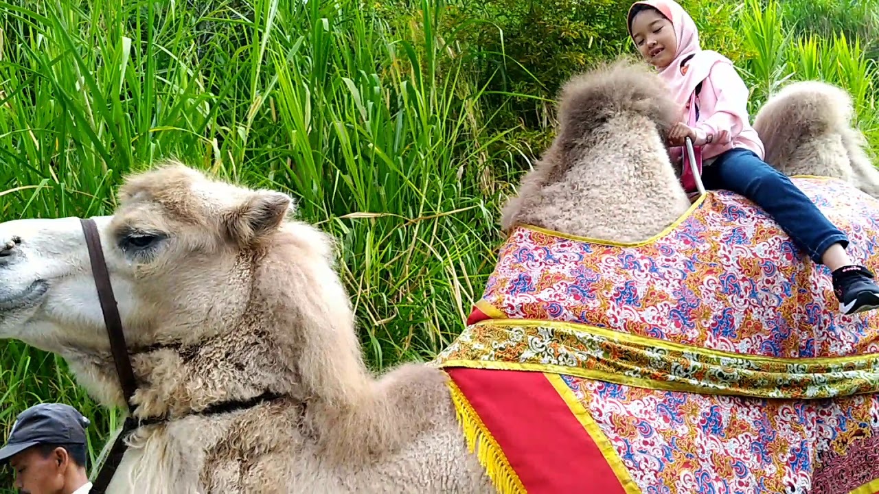 Qunay naik onta rusia.. - YouTube