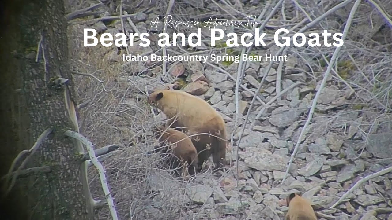 Bears and Pack Goats | A Spring Idaho Bear Hunt | - YouTube