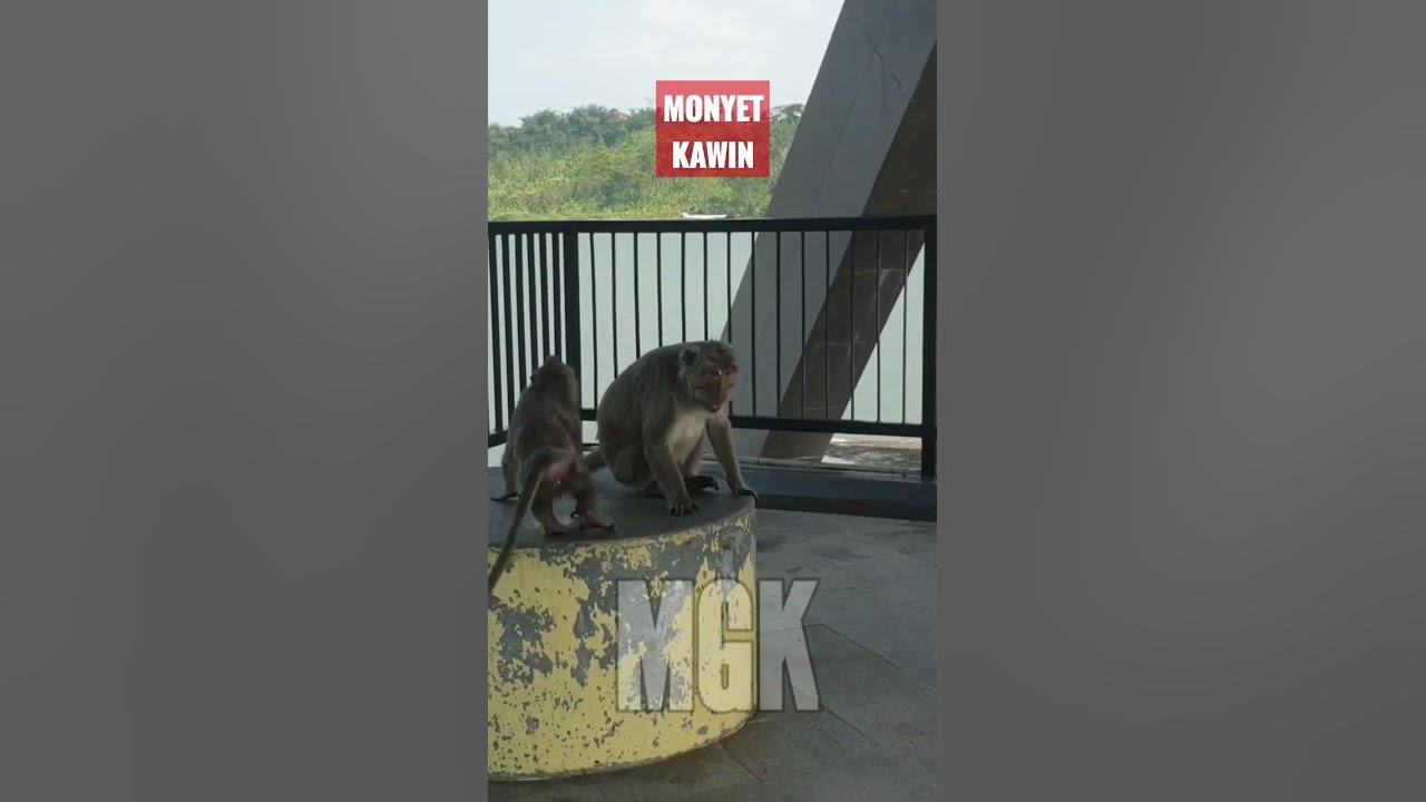 Monyet Lucu Lagi Kawin Monyet Monyetpintar Youtube