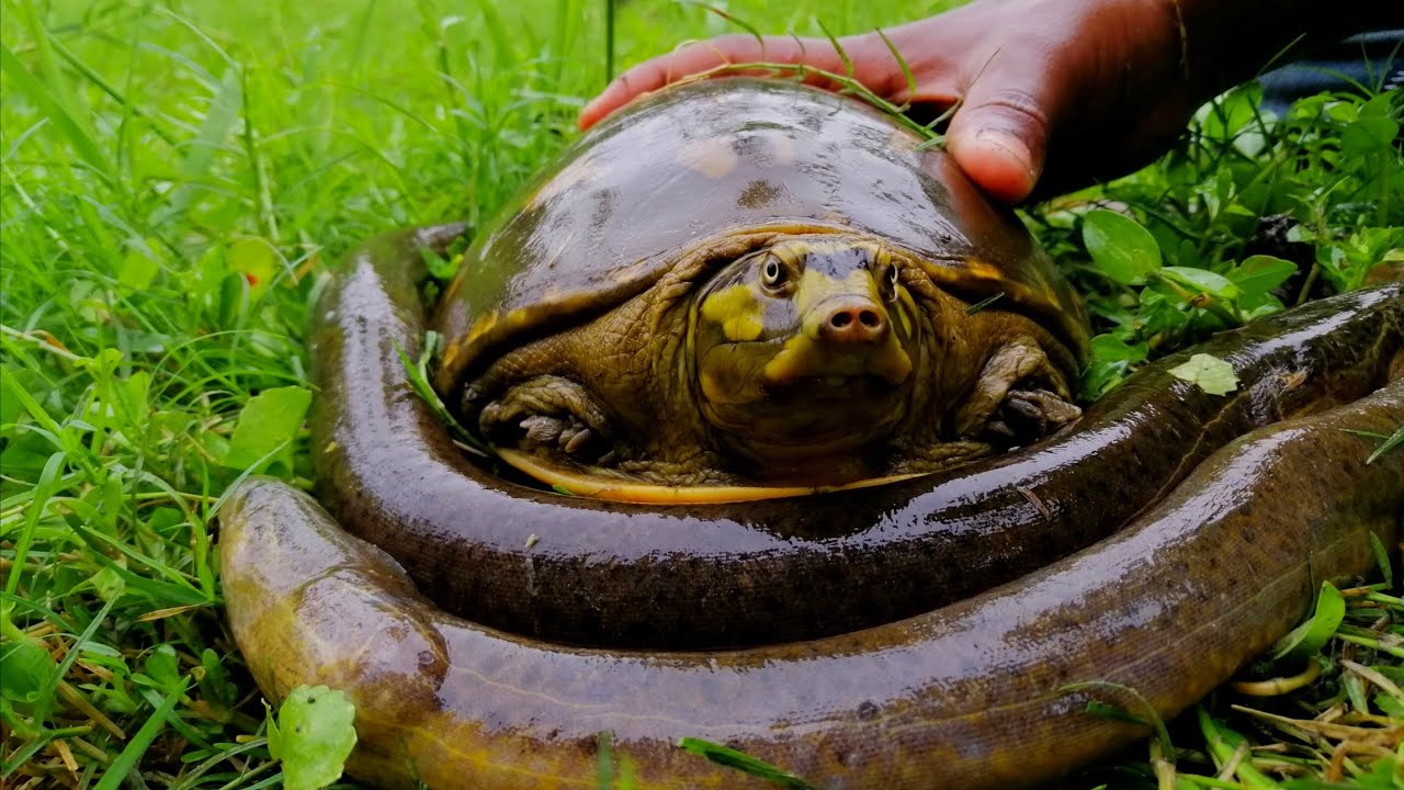Tortoise Hunting | Tortoise & Eel Fish Catching By Hand in Water Land ...