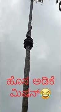 python snake climbing the tree 🌲//arecanut tree\\ in style. - YouTube