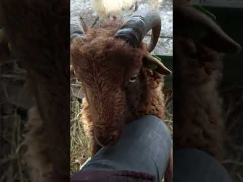 Ram attack - YouTube