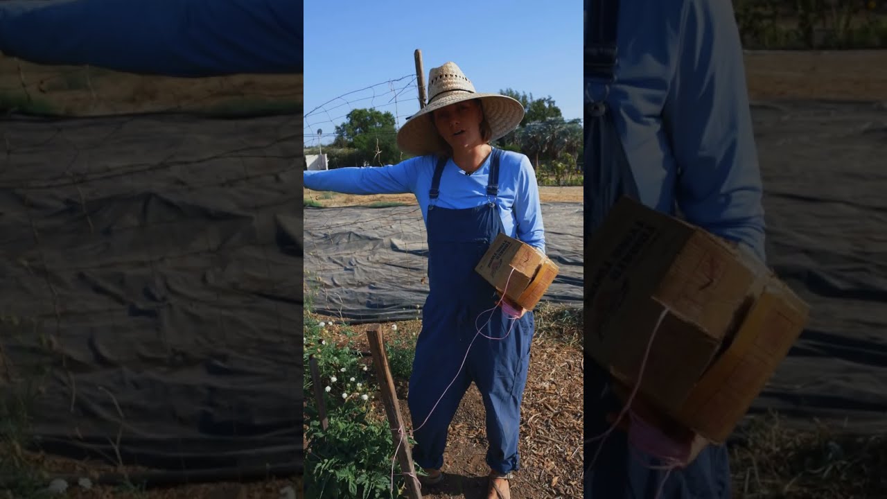 How to do the Florida Weave trellis for tomatoes in less than a minute ...