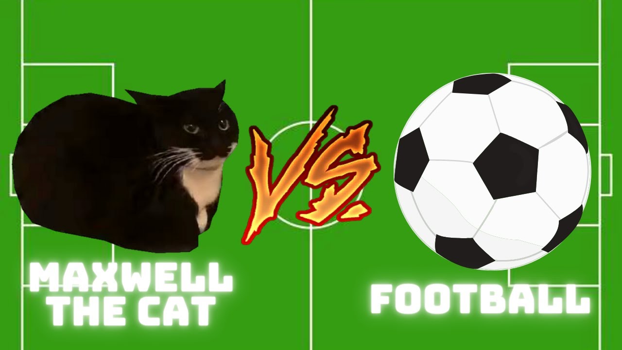 Maxwell The Cat vs Football 🐈‍⬛⚽ (Maxwell Cat 360) - YouTube