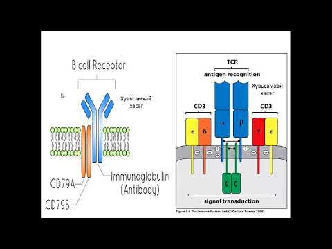 Дархлаа судлал. TB development - YouTube