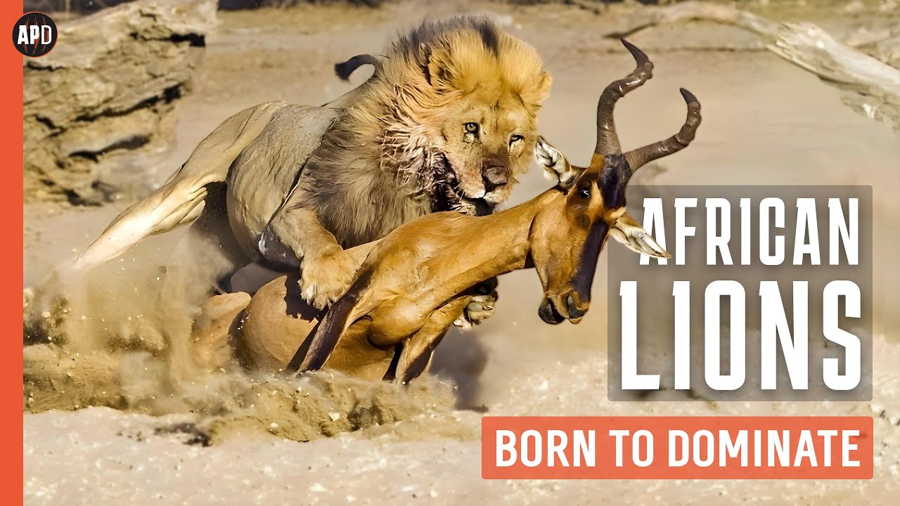 How Lions Became the Ultimate Hunters of Africa | Wildlife Documentary ...
