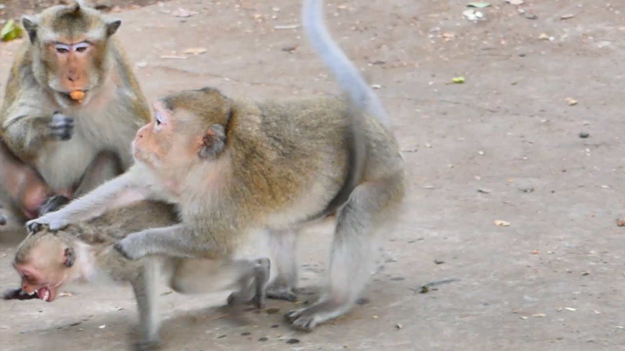 Little Monkey Momo feels upset Mama Monkey Emila and Papa Monkey Vaky ...