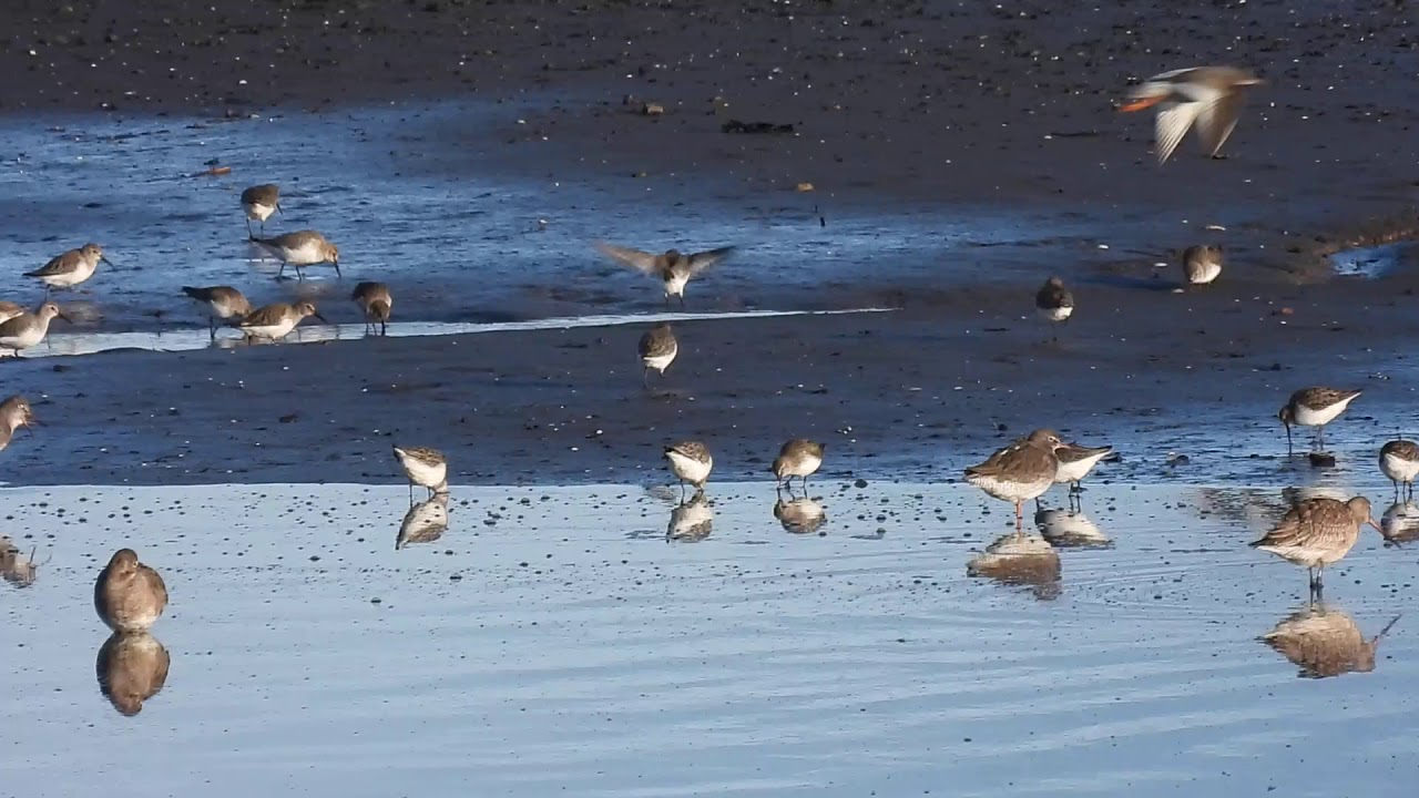 Eden Estuary waders - Guardbridge - Fife - 15/12/20 - YouTube