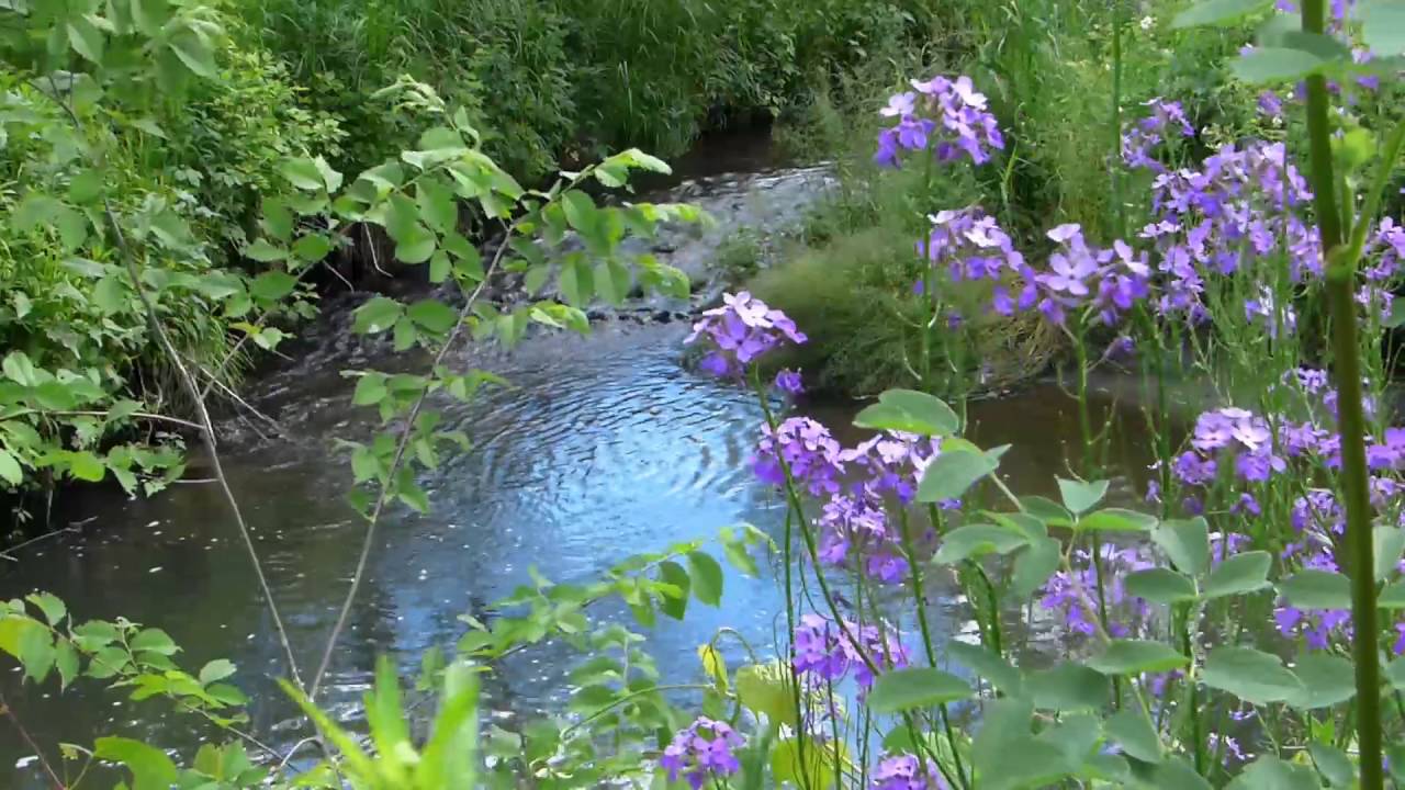 Gentle Flowing Stream with Relaxing Nature Sounds-Meditation-Sleep ...