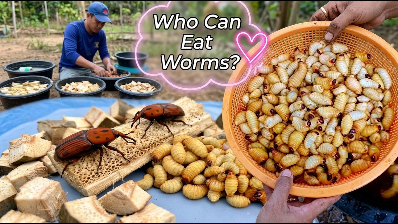 Adding Worm's Food, Palm Tree Worms Is The Best For Our Food. - YouTube