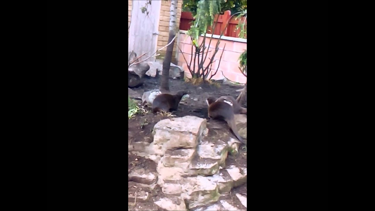 Otters Squeaking - YouTube