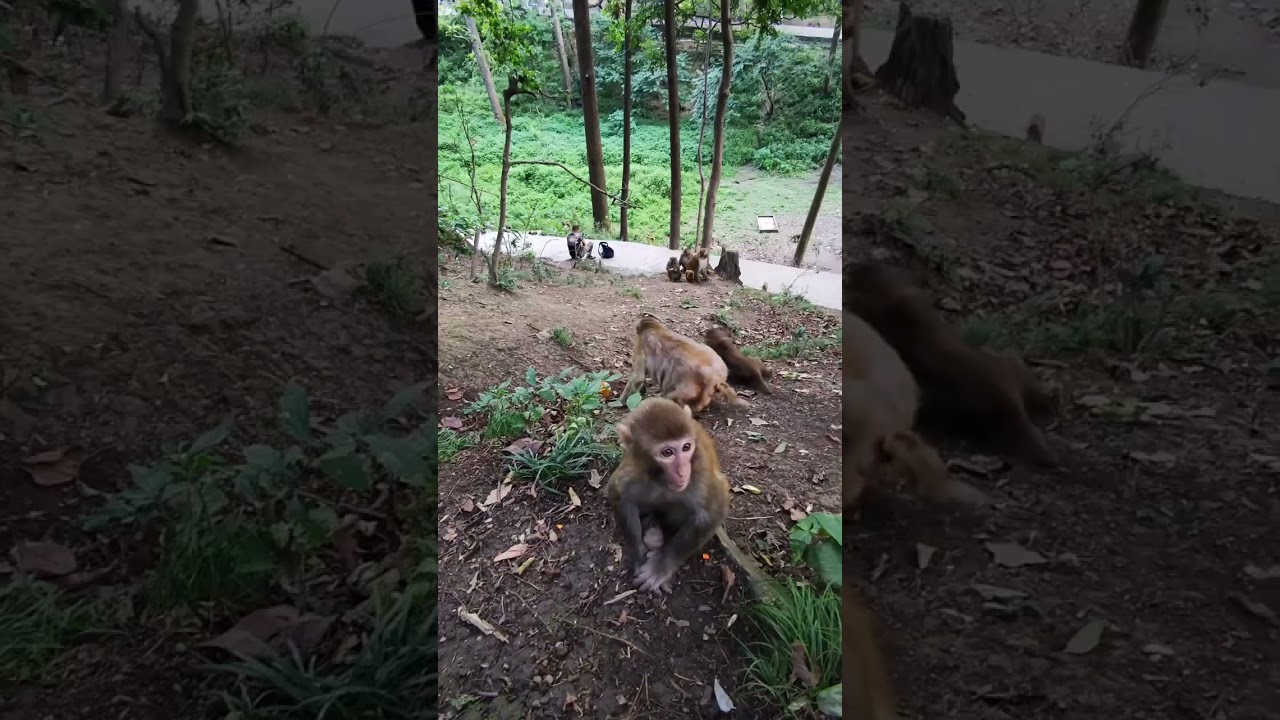 The good Real life Monkey in jungle. - YouTube
