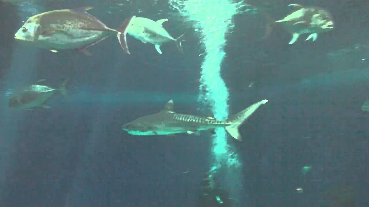 Maui tiger shark - YouTube