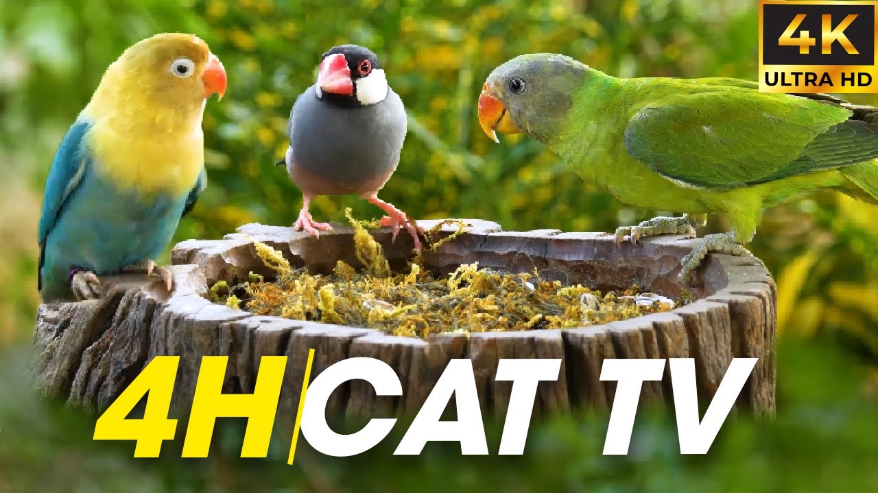 Nature's TV for Cats: Watch Birds and Squirrels All Day - Birds For ...