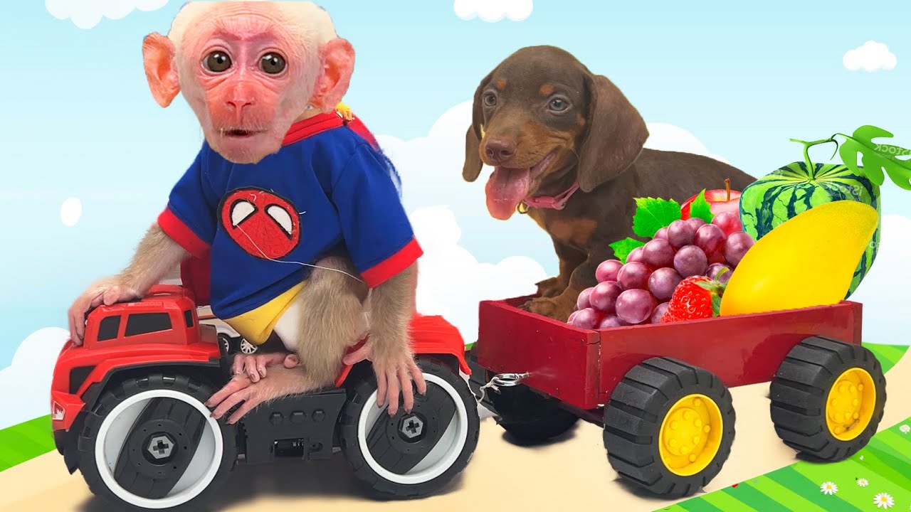 Bon Bon baby monkey helps the puppy pick grapes and play tail catch ...