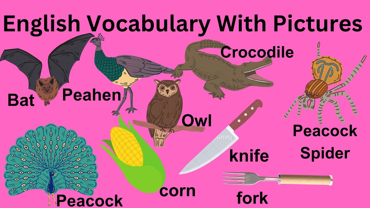English Vocabulary With Pictures For Daily Use - YouTube