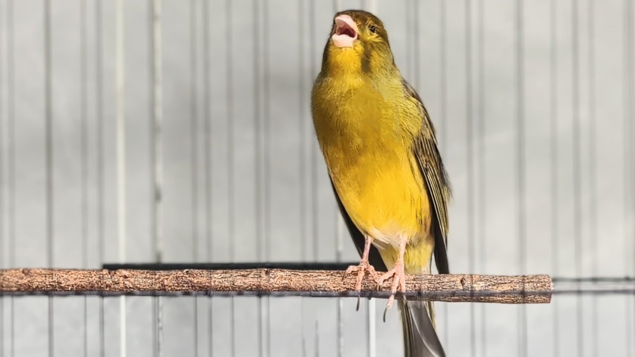 Canary bird singing video - long and nice green canary song for ...