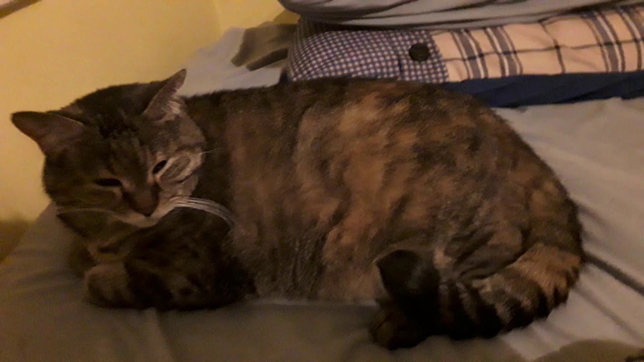 Me, Precious and Cow-Cat | Aww, so cute!! - YouTube