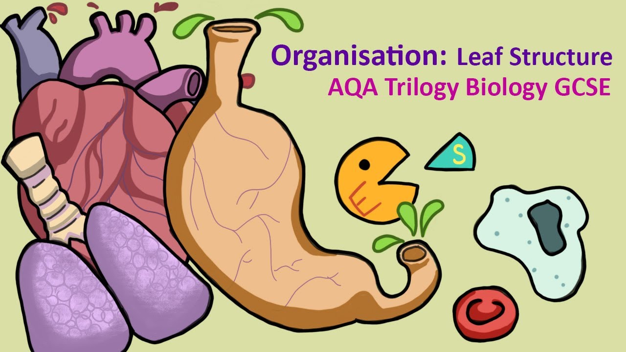 Science GCSE Biology AQA Organisation Leaf Structure And Function Science GCSE Biology AQA Organisation Leaf Structure And Function