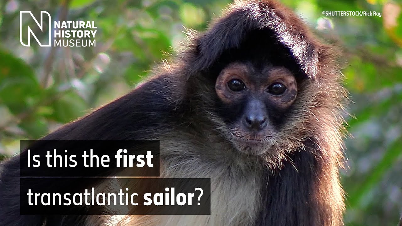 How did primates get to the Americas? | Surprising Science - YouTube