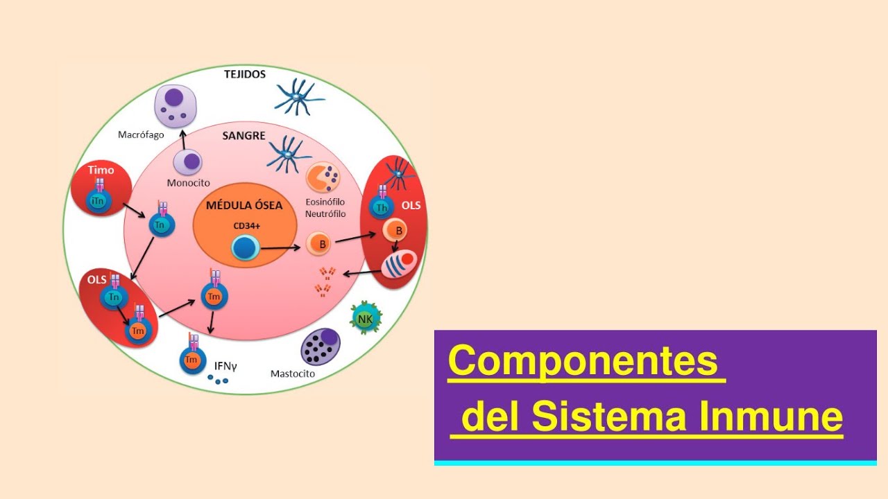 Componentes Del Sistema Inmunológico Youtube