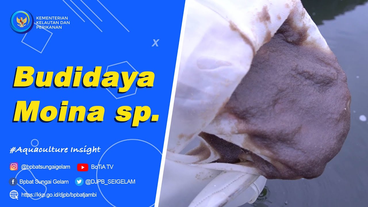 Budidaya Moina dengan Media Chlorella #Aquaculture #insight 03 - YouTube