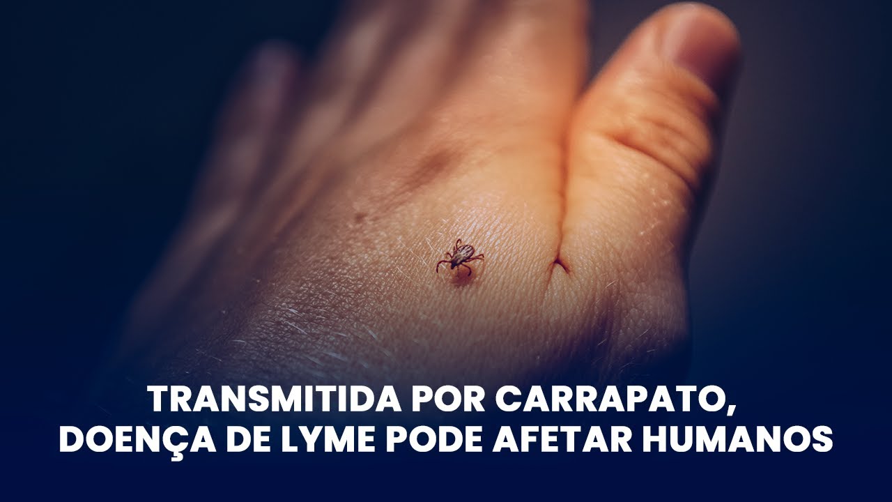 Transmitida por carrapato, doença de Lyme pode afetar humanos. - YouTube