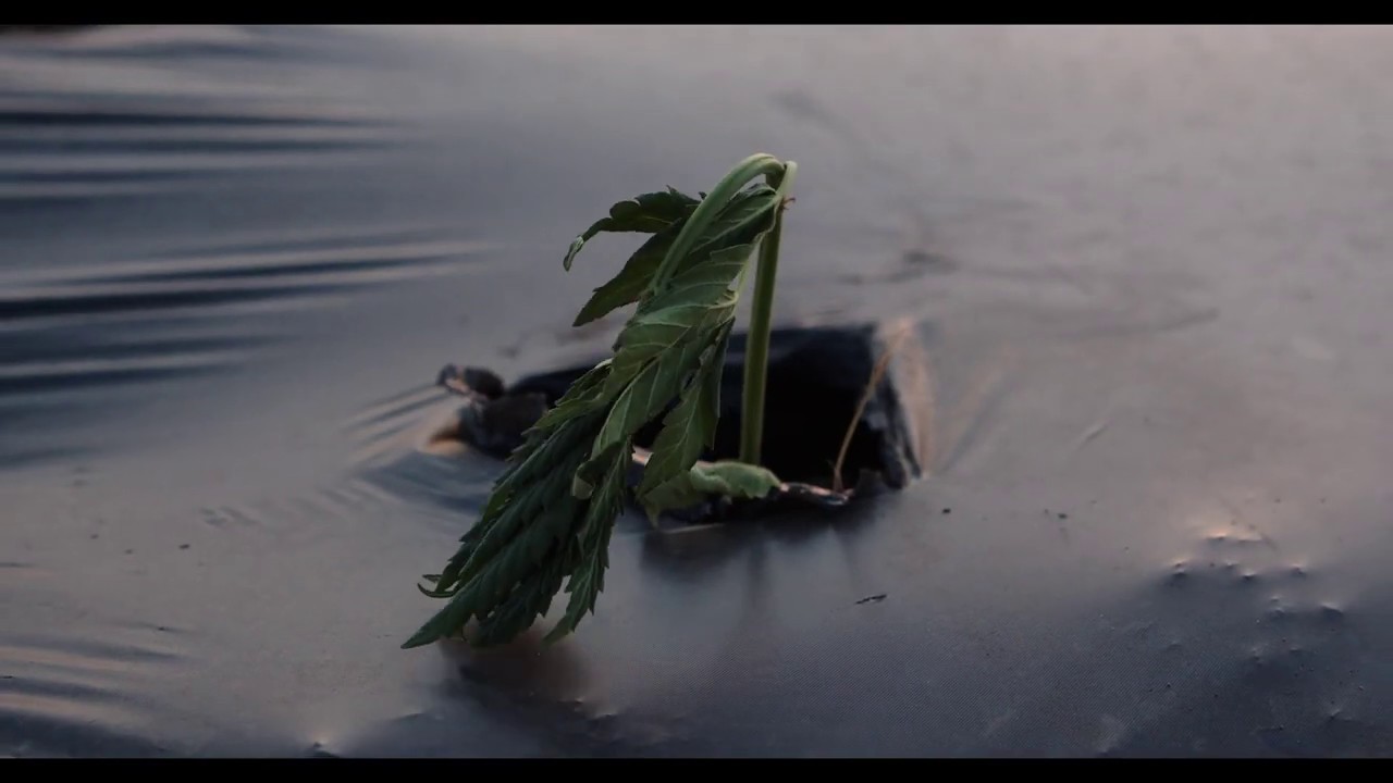 Tour CBD Cannabis Farm in Central Oregon Hemp Harvest Advice Hemp ...