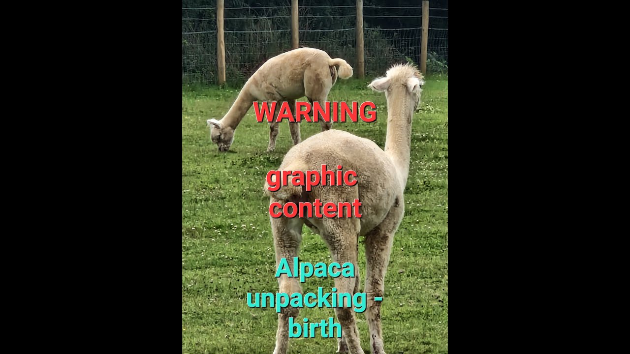 Alpaca giving birth to her cria - YouTube