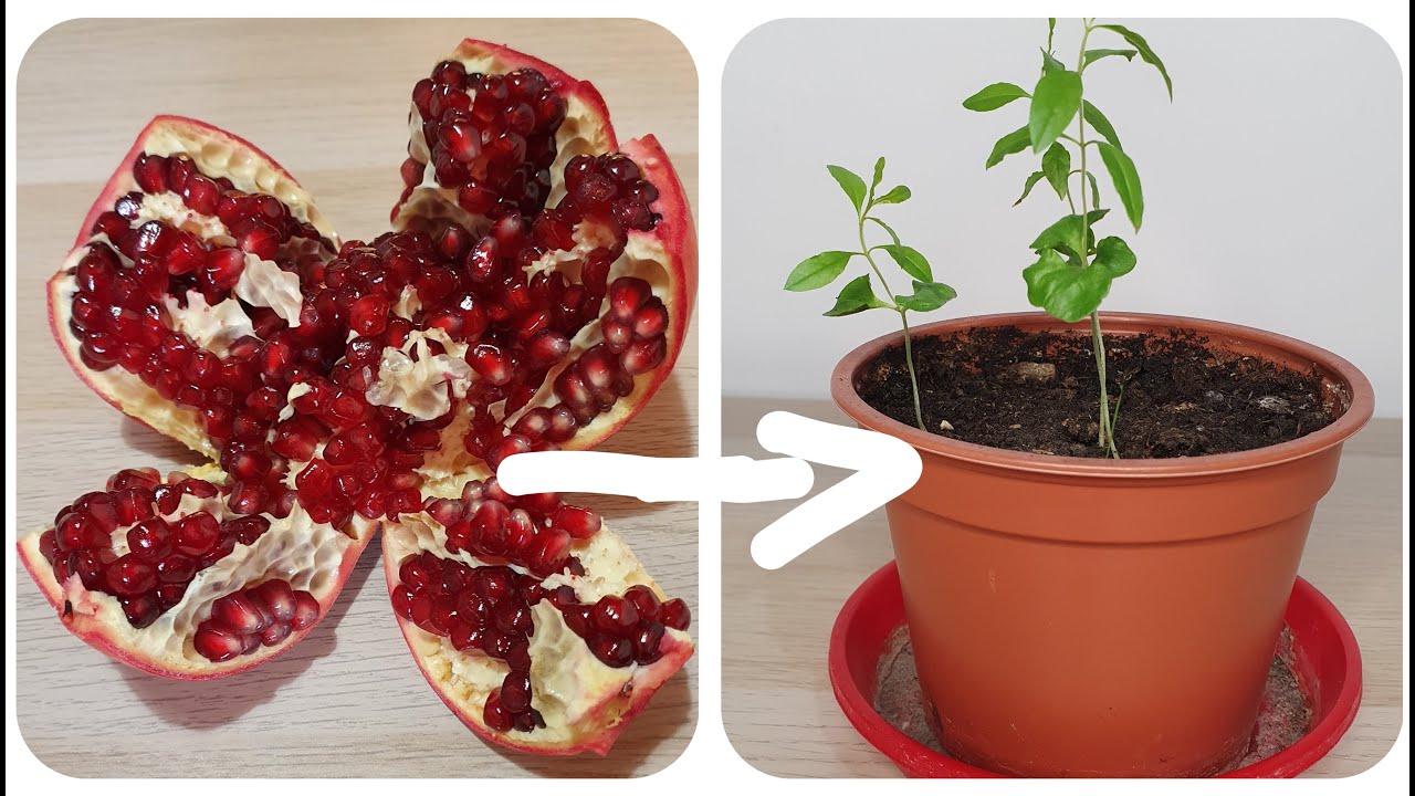Rodiul ! Cum plantezi un rodiu din seminte ! - YouTube